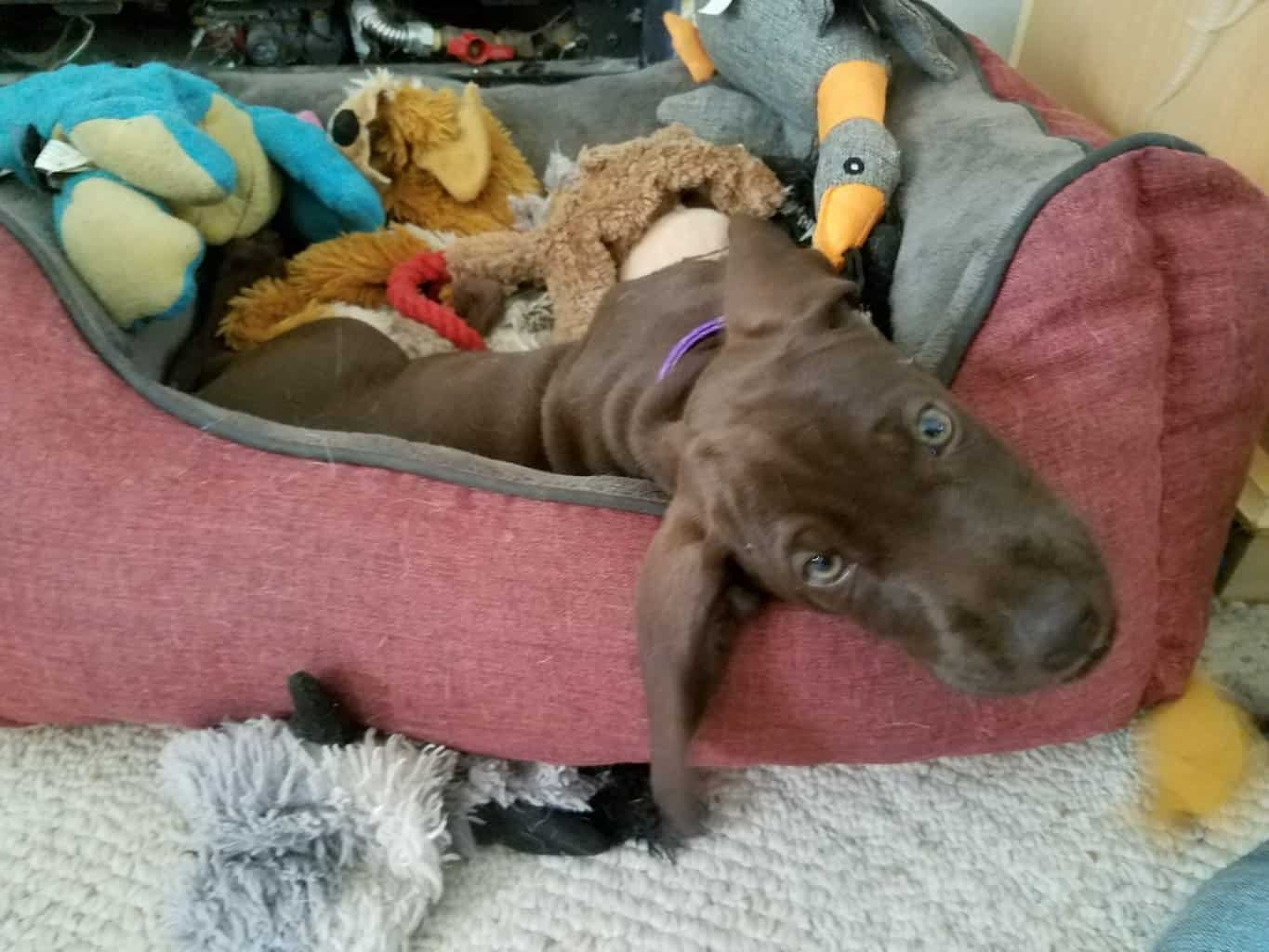 About the Packmasters – Packmaster Gun Dogs